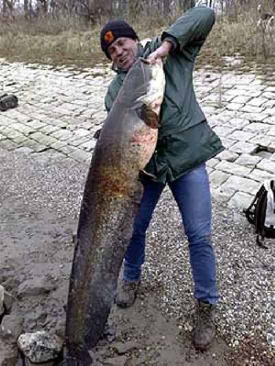 Winter-Wels - RAUBFISCH