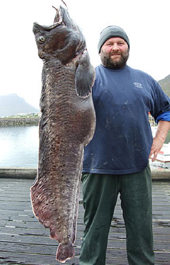 Gefleckter Seewolf von 40 Pfund - RAUBFISCH